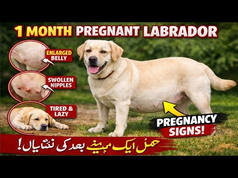 Month Pregnant Labrador Dog | Early Pregnancy Signs in Female Labrador ...
