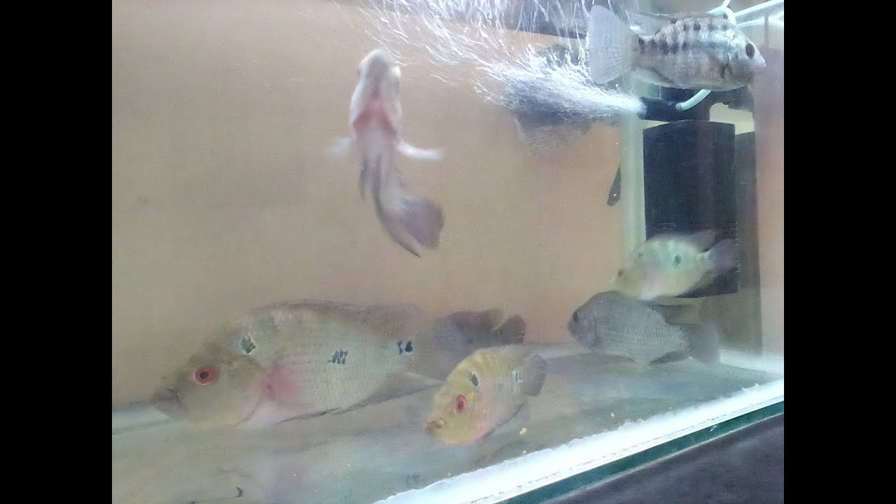 Tilapia Fish🐟 jilebi fish🐟 jalebi fish🐟 tilapiafishing🐟 jilebifishing🐟 ...