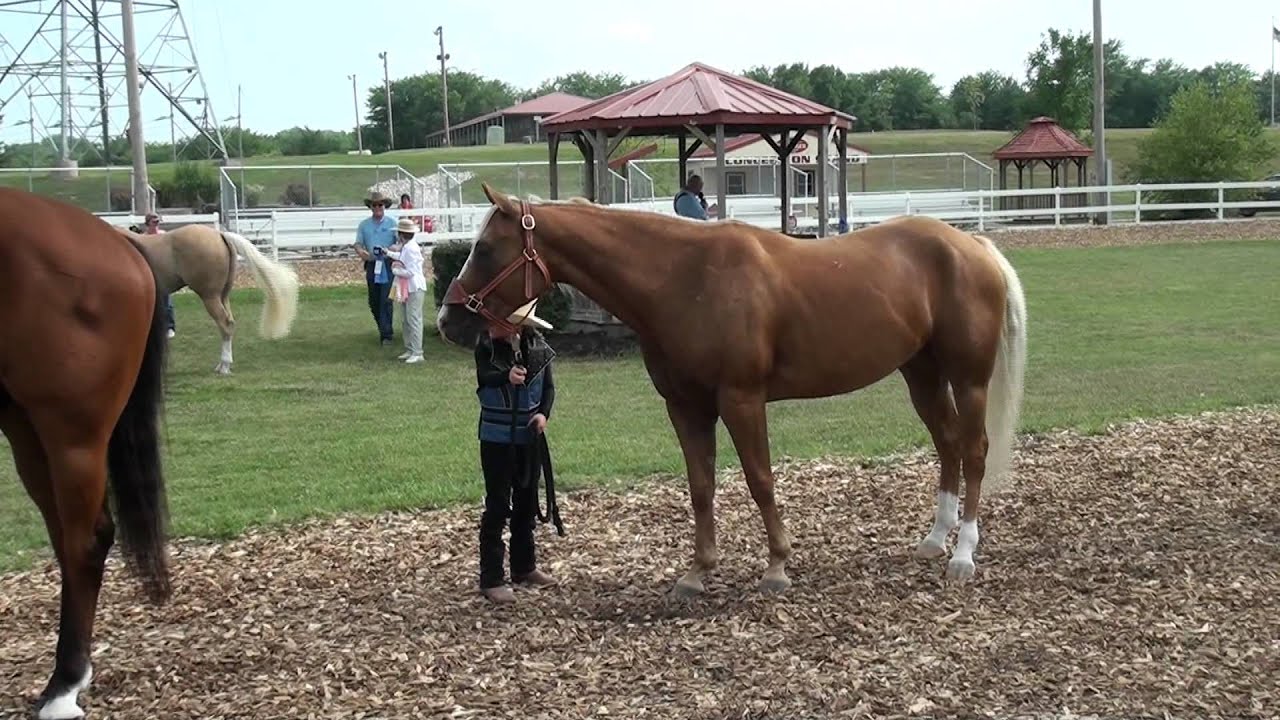 Youth Halter class placed 5th - YouTube