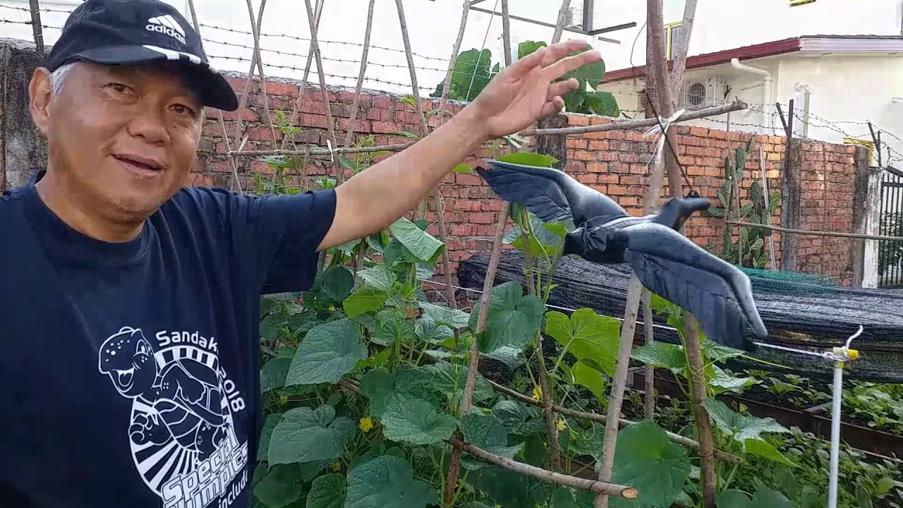 Dead Fish For Fertilizer - YouTube