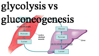 Gluconeogenesis Animation