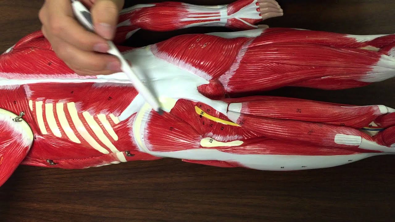 Posterior Muscle Model - YouTube