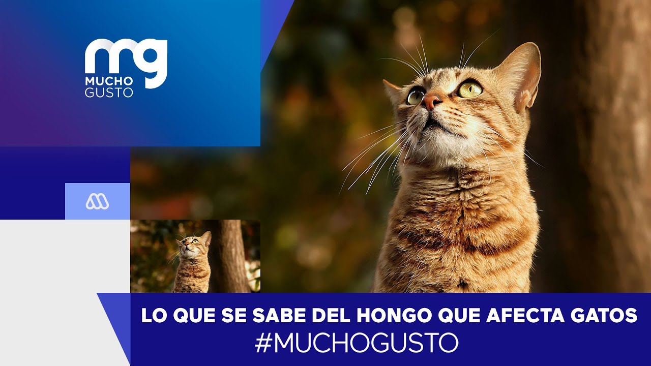 Preocupación por hongo que afecta a gatos: ¿Qué se sabe de la ...