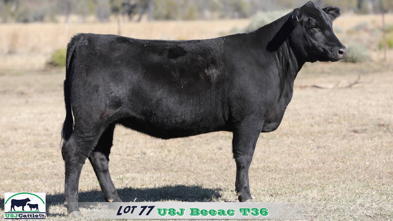 Lot 77 U8J Beeac T36 - YouTube