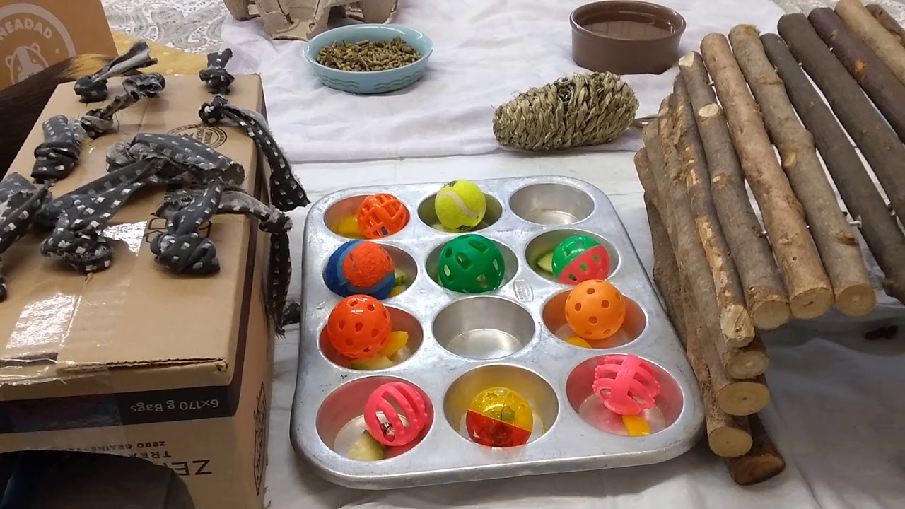 Pudding the Pig - YouTube