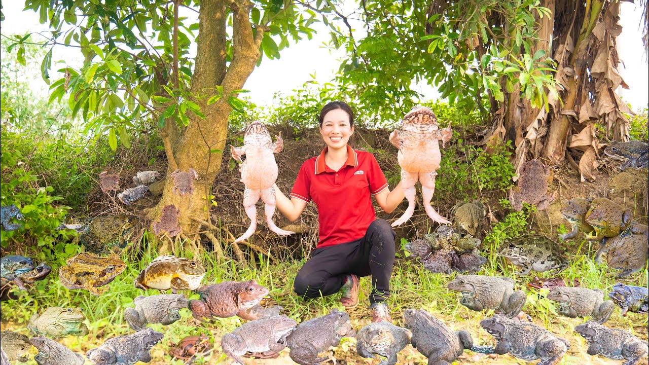 Harvesting Frog Goes to the market sell - Frog meat cooked with sour ...
