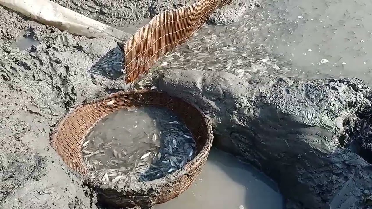 How to catching lot of puti fish /Amazing putty fishing method. - YouTube