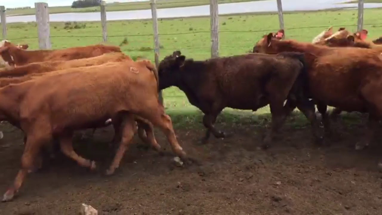 400 Terneros - YouTube