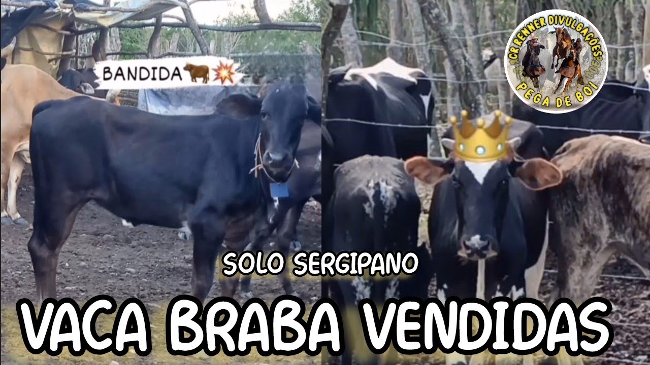 Vaca Dona Encrenca e a Reis Bandida, duas Vacas Braba, Vendidas Corre ...