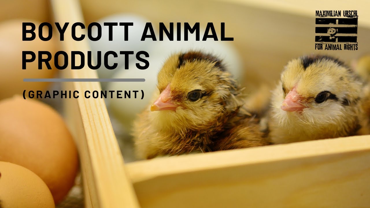 Boycott Animal Products [Graphic Content] - YouTube