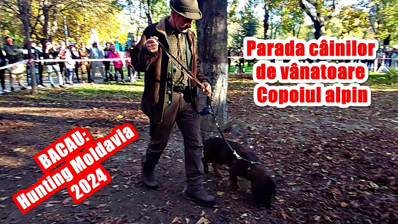 BACAU: Hunting Moldavia 2024 - Parada câinilor de vânătoare - Copoiul ...