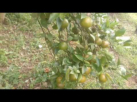 Perkebunan jeruk by swardika official - YouTube