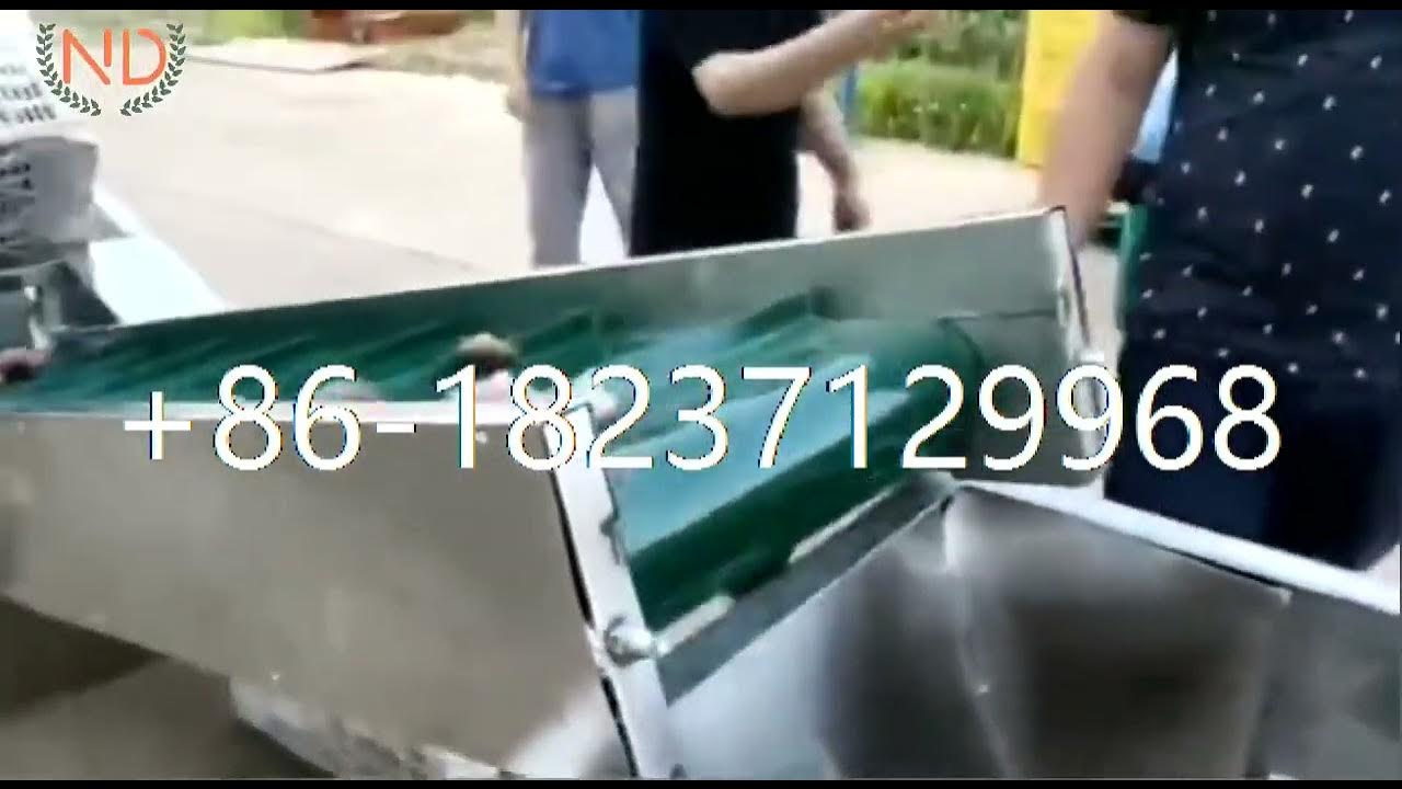 shiitake mushroom stipe root cutting grading machine shiitake mushroon leg cutter grader machine ...