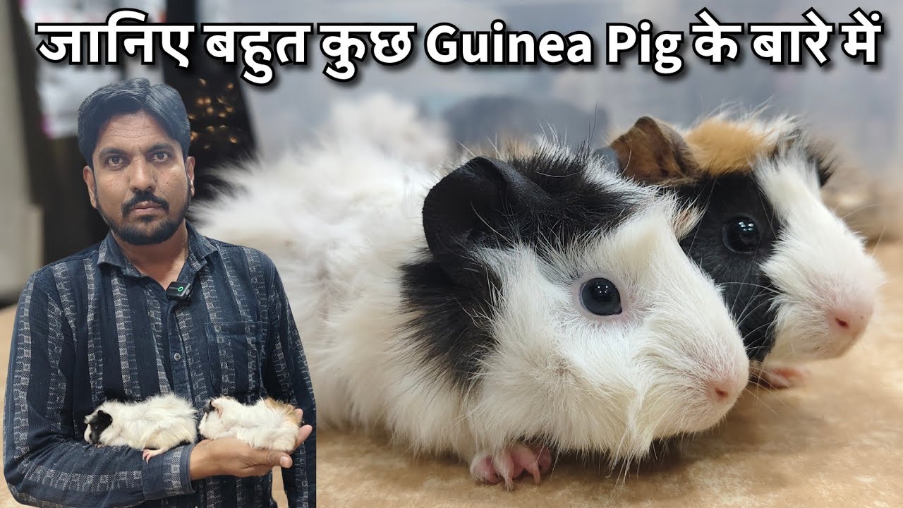 Guinea Pig as a Pet | Diet, Breeding, Care | Guide in Hindi - YouTube