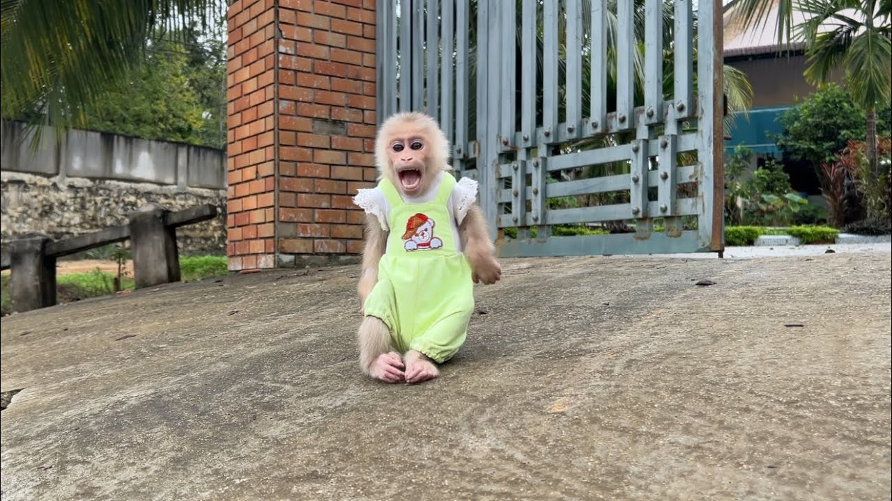 Monkey Luk cried when woke up didn't see Thang - YouTube