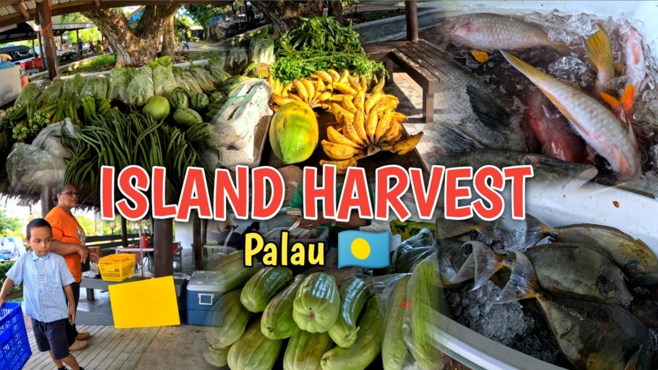 PALAU LOCAL PRODUCE MARKET DAY IN KOROR #palau #micronesia # ...