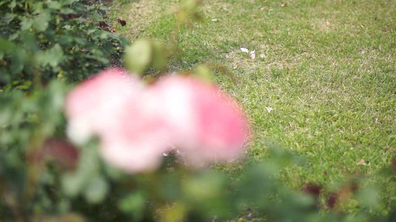 NEX-5N + SEL55F18 Rose - YouTube