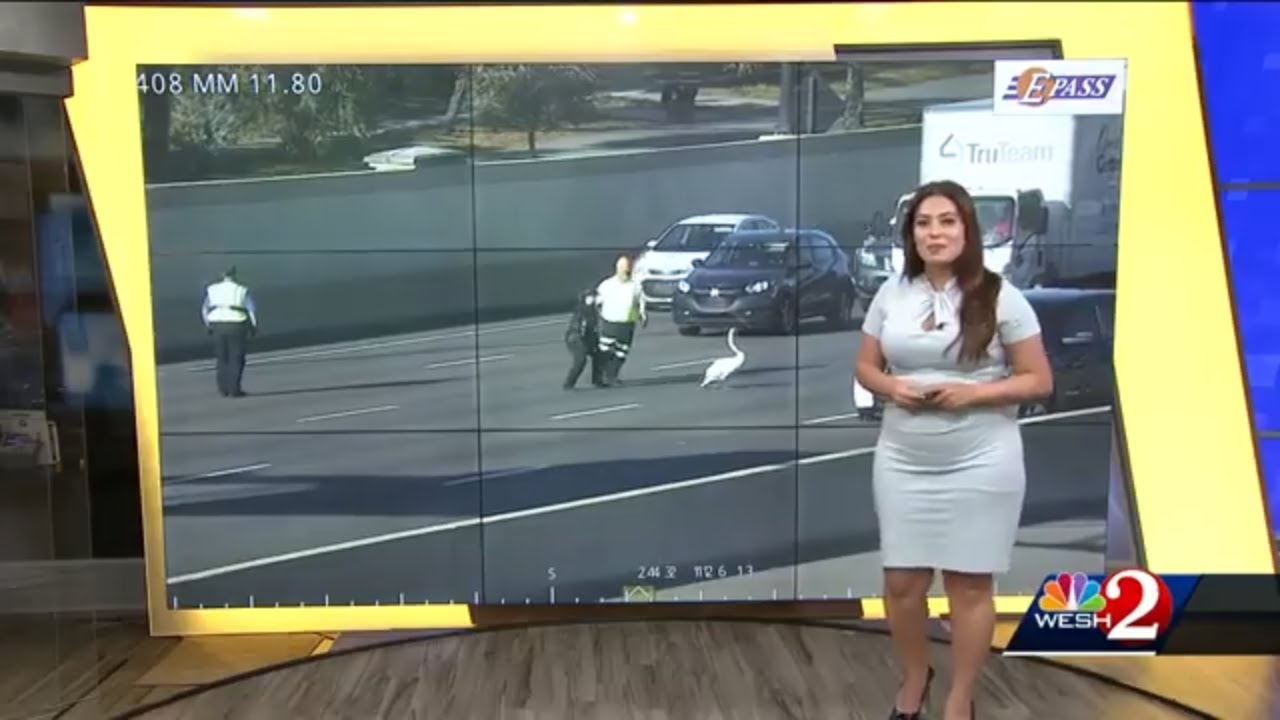 Swan leads Florida police on chase on busy Orlando highway - YouTube