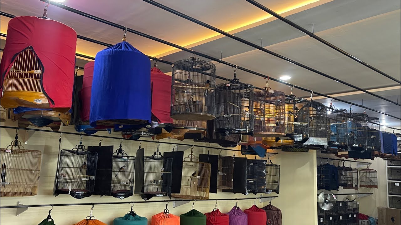 OBRAL HARGA MURAI BATU GACORAN,EKOR PANJANG,BLOROK,PANDA,BALAK,SPLIT ...