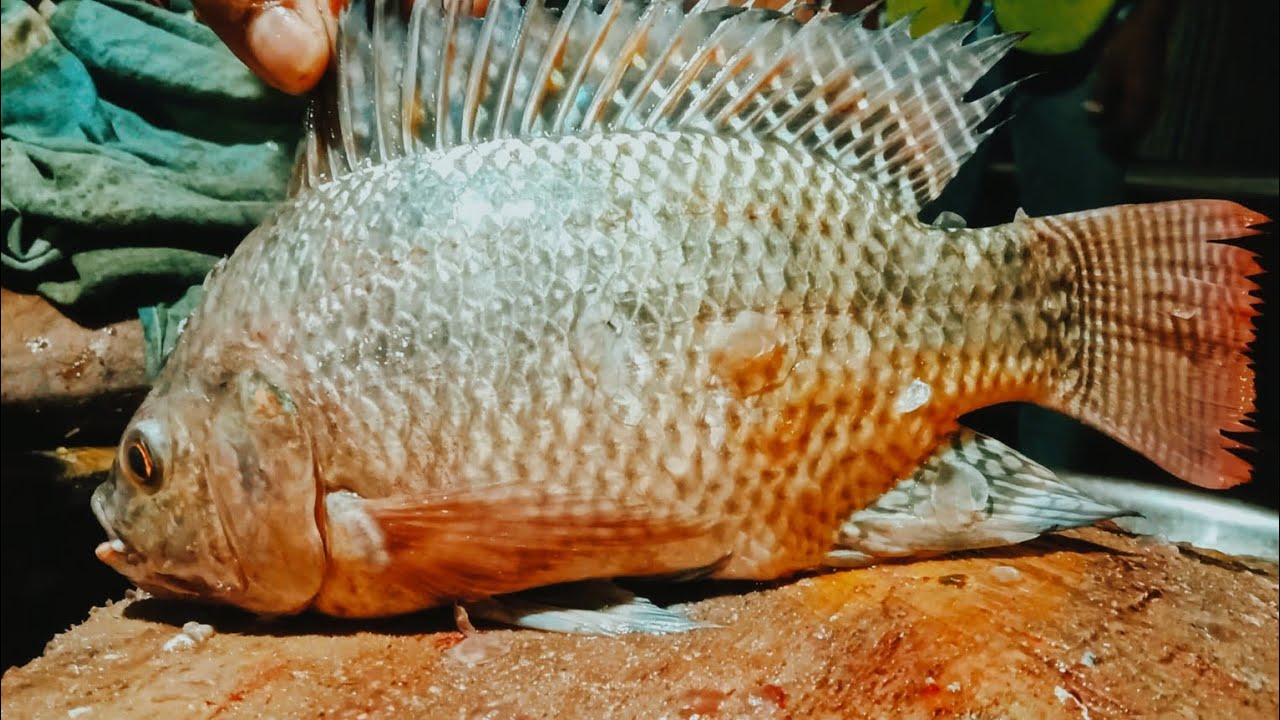 Fish Cutting|Live Big Tilapia Fish Cutting In CTG Fish Market|🐠Fish ...