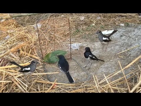 How to catch bird easy !! how to catch bird easy method !! - YouTube
