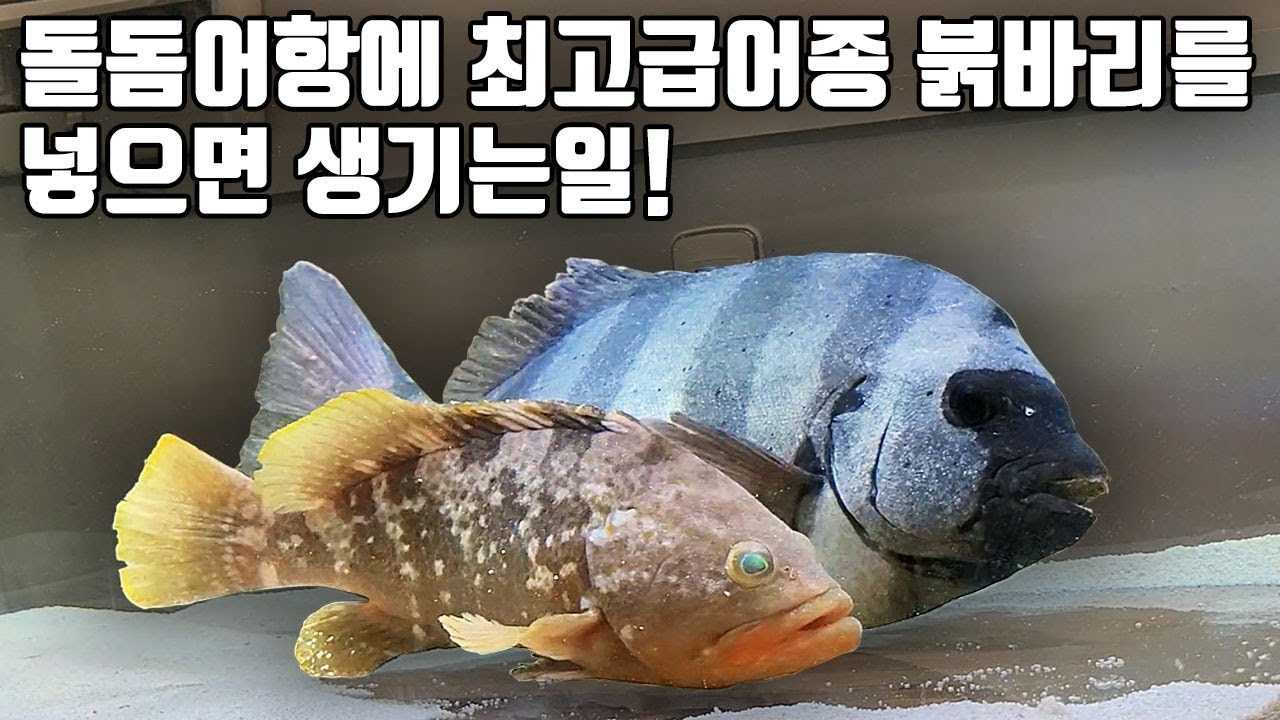 한국에서 가장비싼 물고기 붉바리를 대왕돌돔 수조에 넣어봤습니다 Ep03 우리나라 바다만들기 Youtube