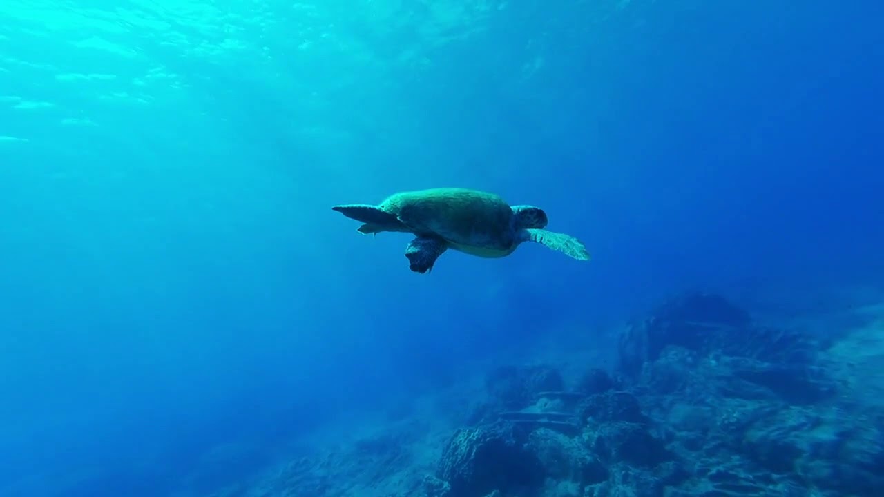 Terrified Turtle Scuba diving FOOTAGE - YouTube