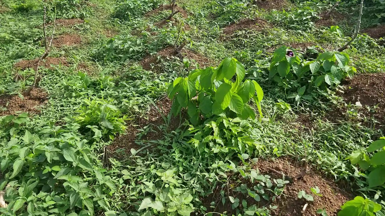My compound in Nigeria - YouTube