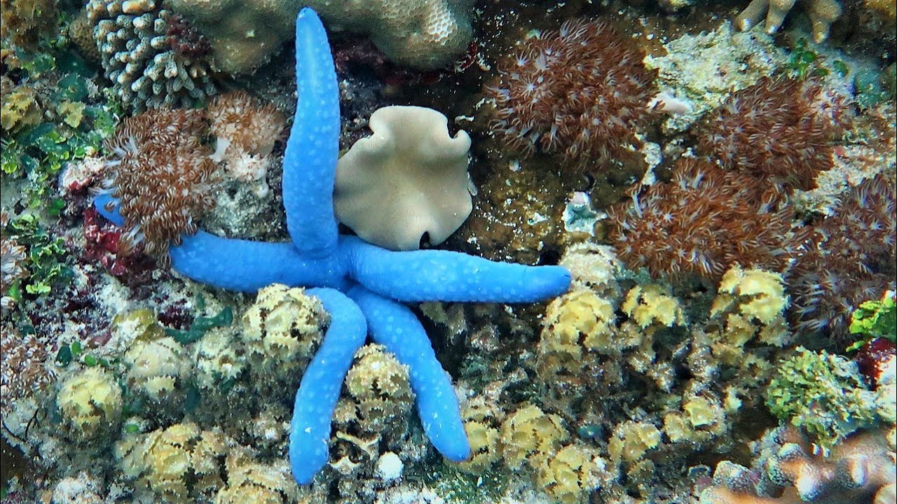 Snorkeling Alor. Blue House. Pulau Pura. East Nusa Tenggara. Indonesia ...