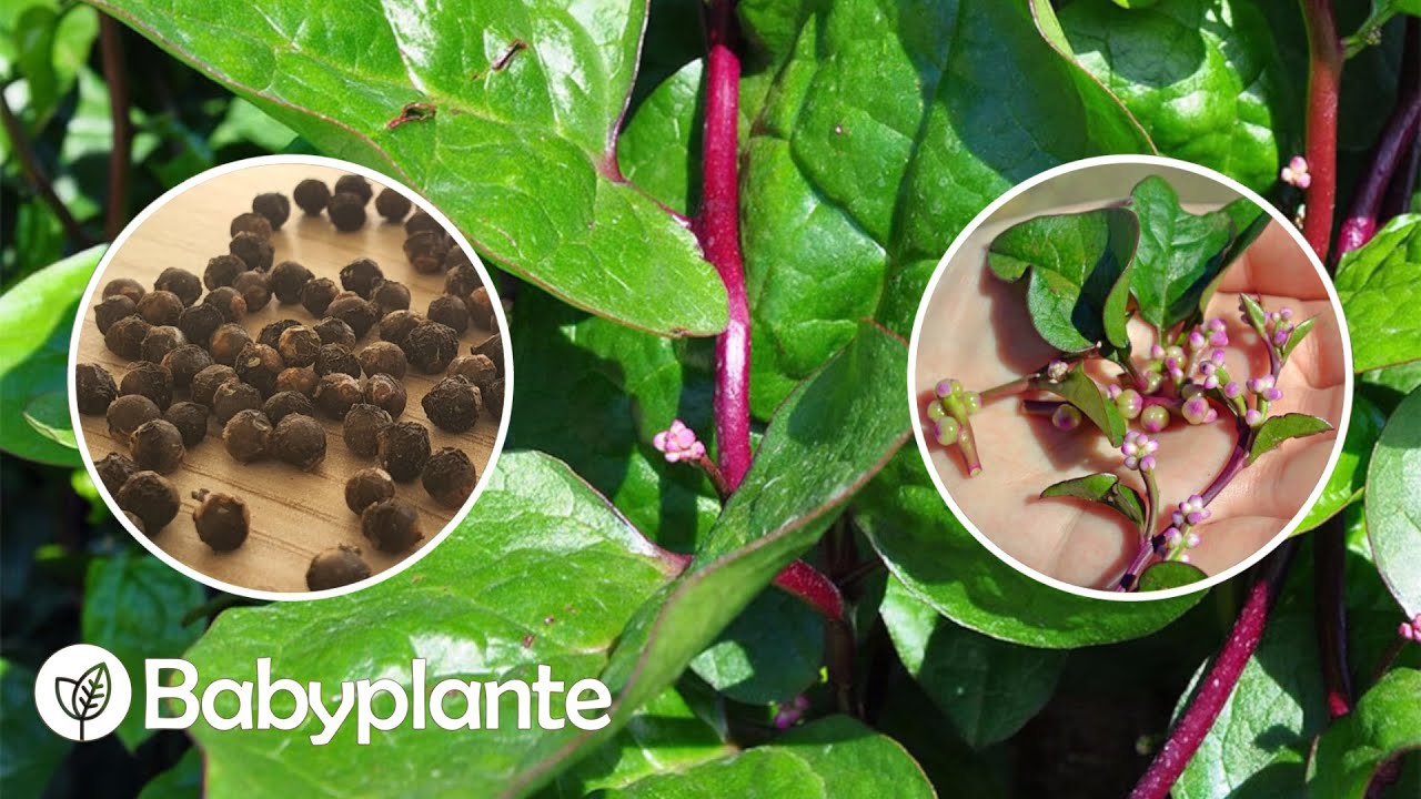 Brève présentation de l'Épinard de Malabar, de Chine, d'Inde ou Baselle ...