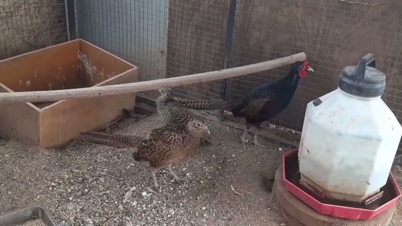 Chinese Golden Pheasant x Ringneck Pheasant Hybrids (Frankinpheasants ...