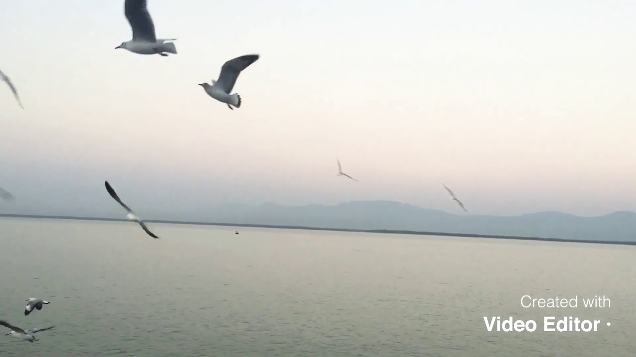Sea birds of bay of bangle, Naaf river, Saint Martin, Bangladesh ...