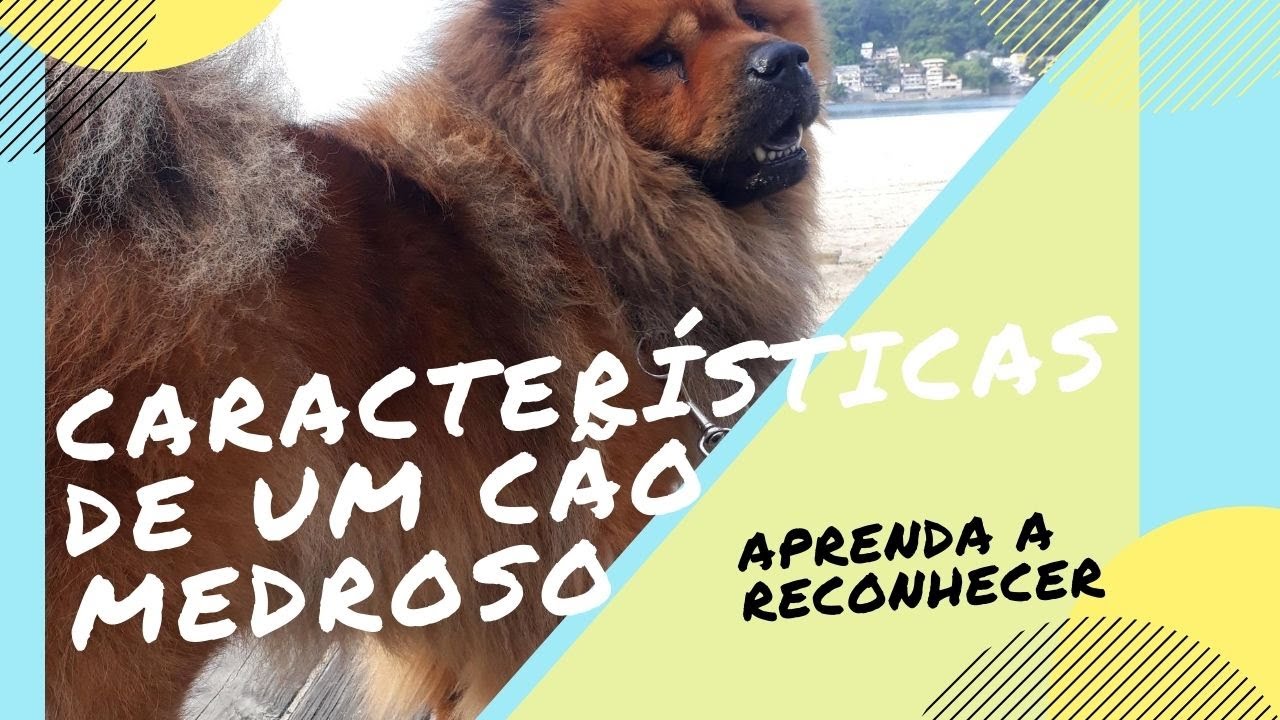 Características de um cão medroso - YouTube