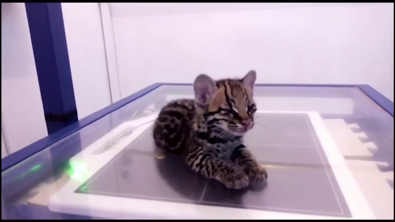 ABANDONAN BEBÉ OCELOTE EN PUERTAS DE CVC - YouTube
