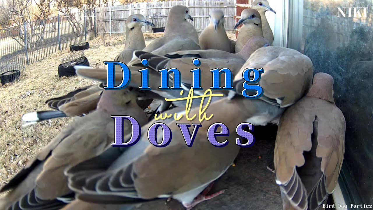 What It's Like Eating With a Pack of Dove Birds? 😅😅 - YouTube