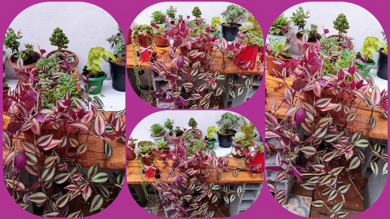 Lambari Roxo:"Tradescantia Zebrina", Como Cresceu Rápido, Com a Mudança ...