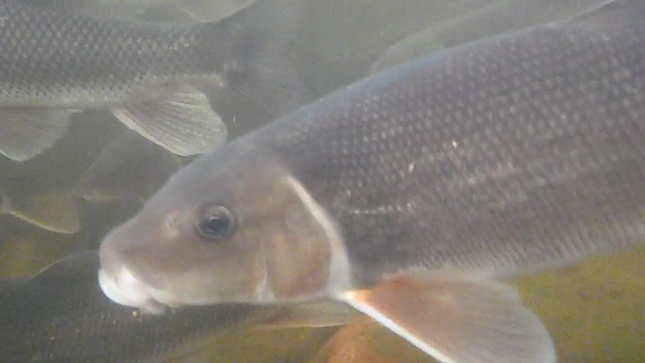 White Sucker Spawning Run - YouTube