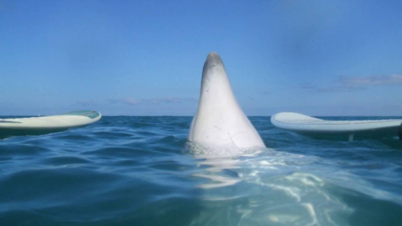 Moko at Gisborne great footage catching fish - YouTube