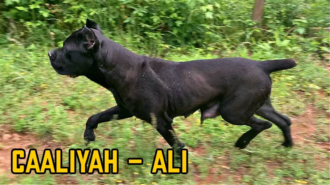 Update on Caaliyah & Beretta | Twelve Titans Cane Corso - YouTube