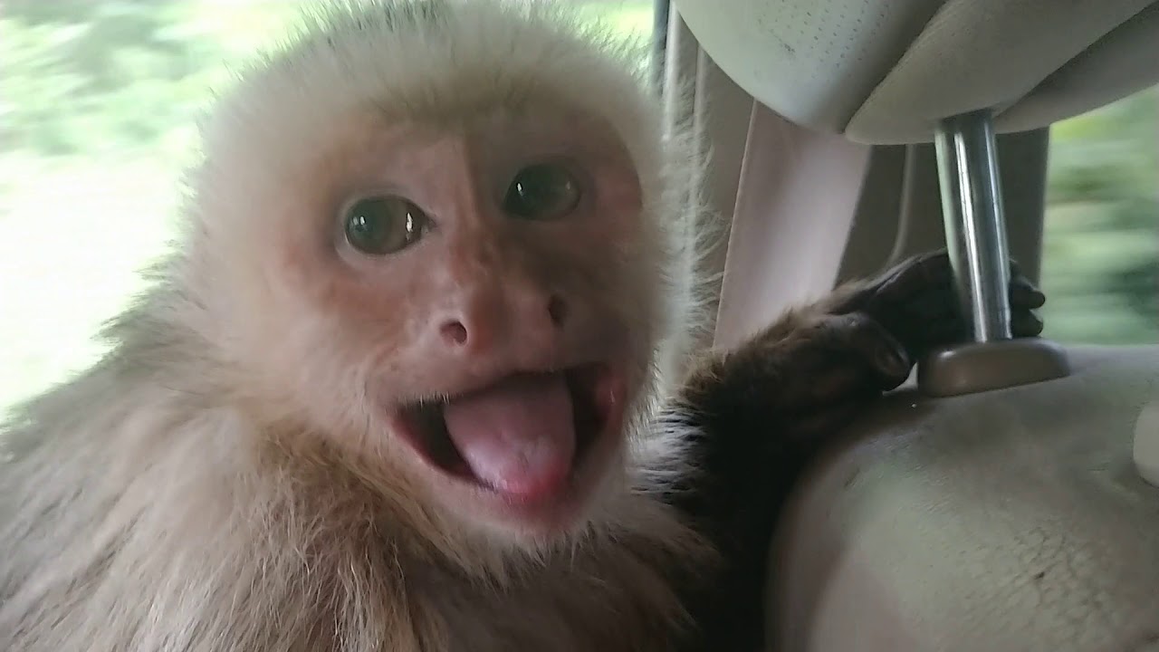 A Monkey and Racoon Go For A Ride - YouTube