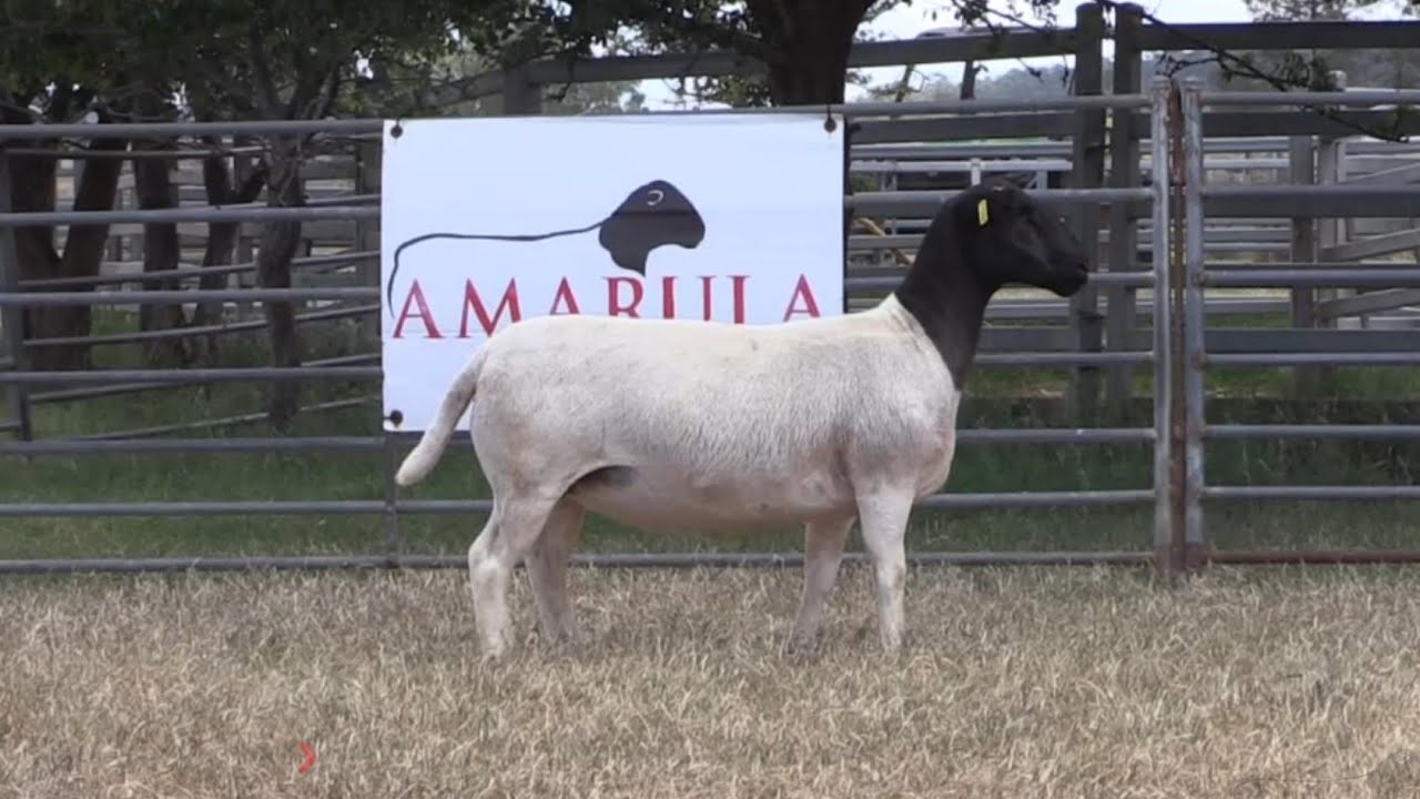 LOT 194 - AMARULA 210462 - AMARULA DORPER SALE EWE 2023 - YouTube