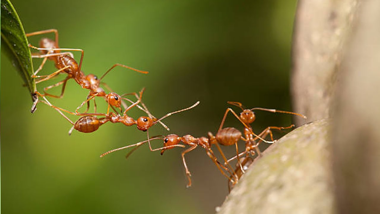 " Samagiya" - Unity - YouTube