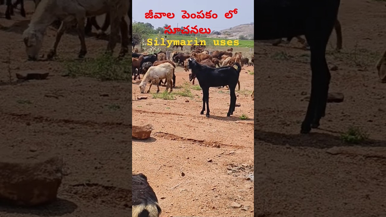 జీవాల పెంపకం లో కాలేయం హెల్దీగా ఉండి ఎదుగుదల బాగా ఉండాలంటే??#Sheep ...