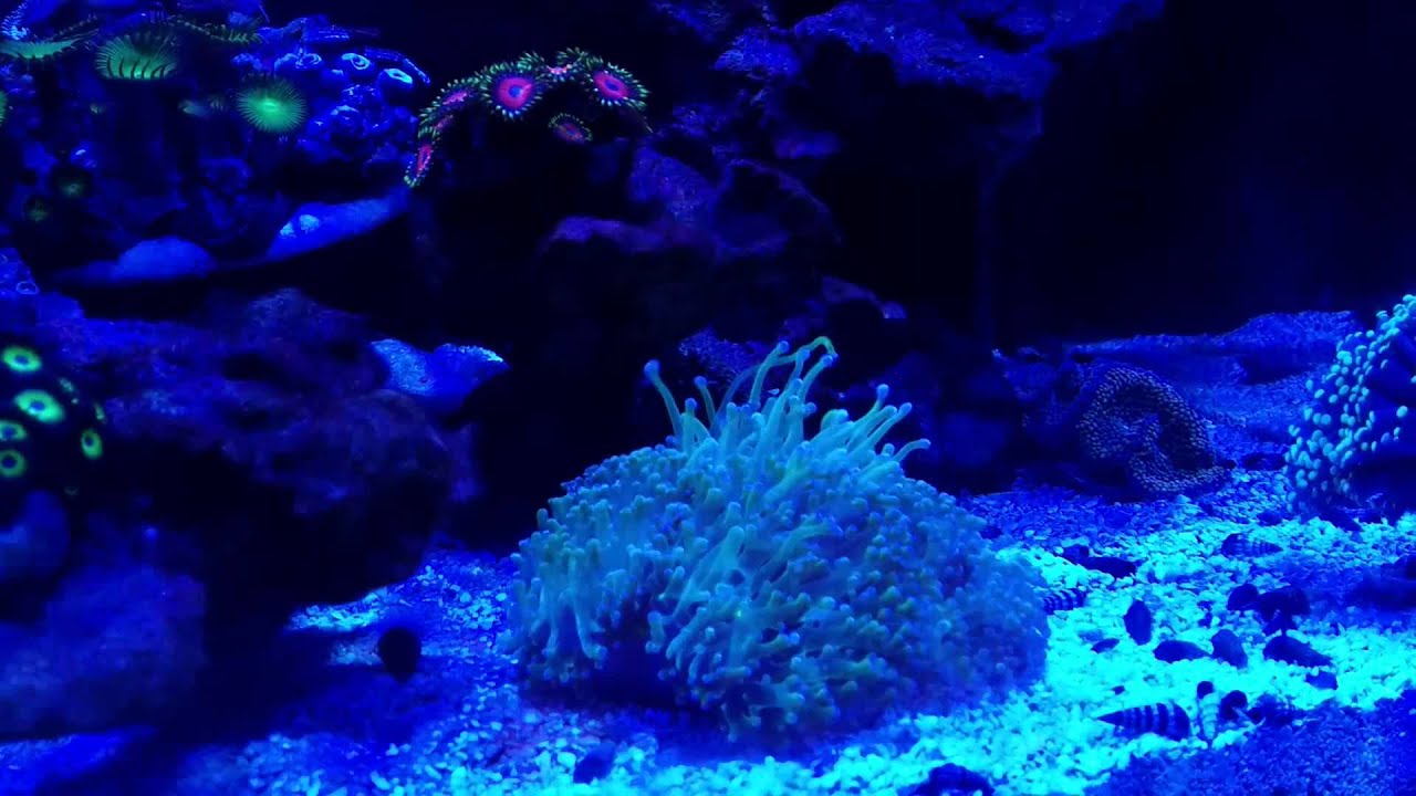 20g PicO Reef Tank - 3 Months Old - YouTube
