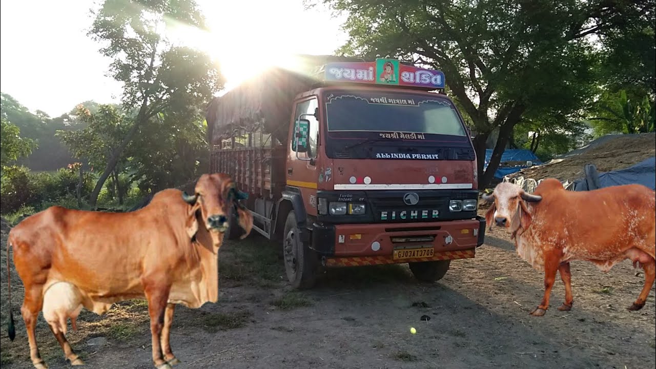 Buy new gir cow form Gujarat and journey formGujarat to MP - YouTube