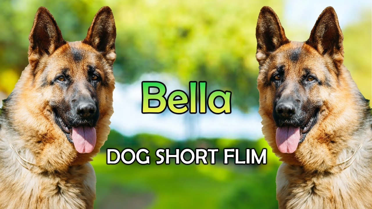 Bella | Dog Short Film | Dog Short Video | Dog Movie - YouTube