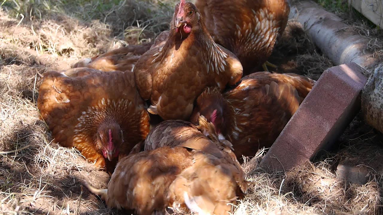 Chicken underground - YouTube