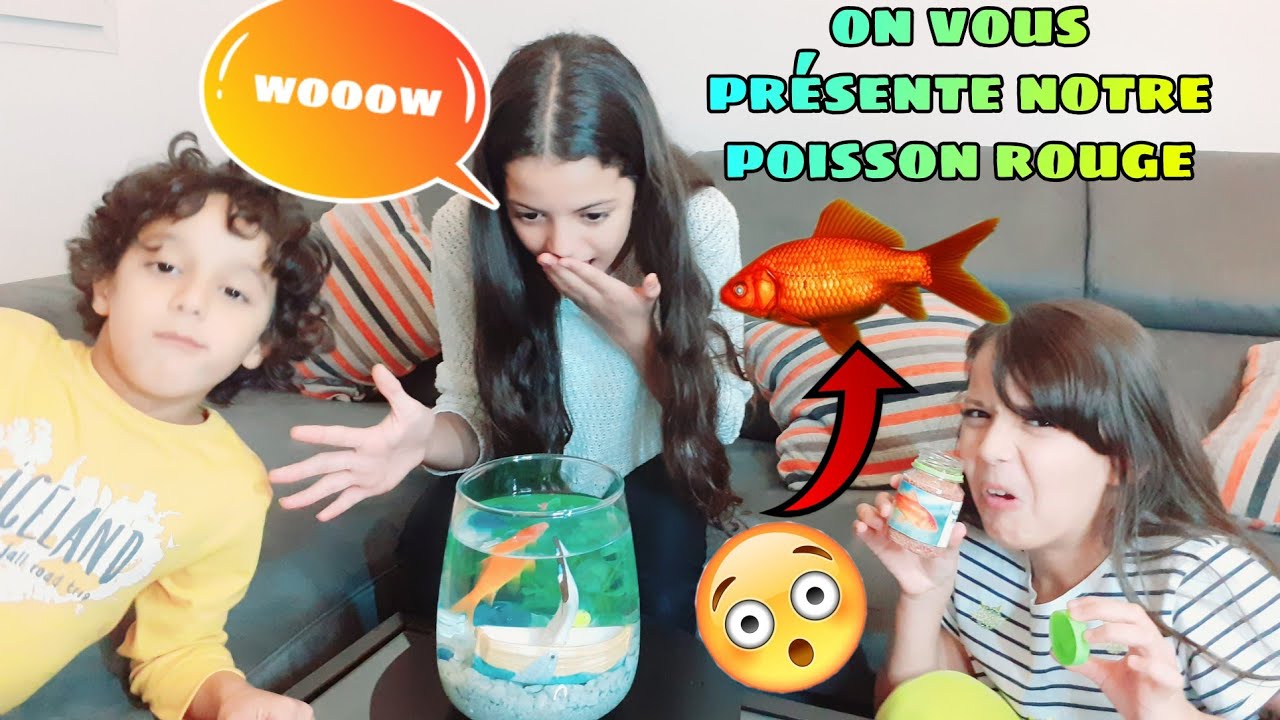 Des informations sur les poisson rouges 🤩🤩🤩🤩 - YouTube