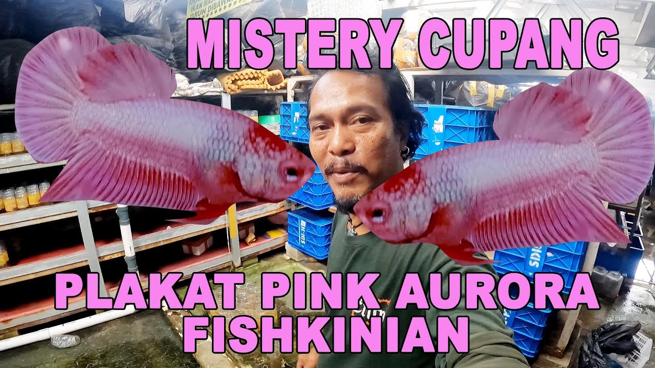 MISTERY IKAN CUPANG PLAKAT PINK AURORA FISHKINIAN - YouTube