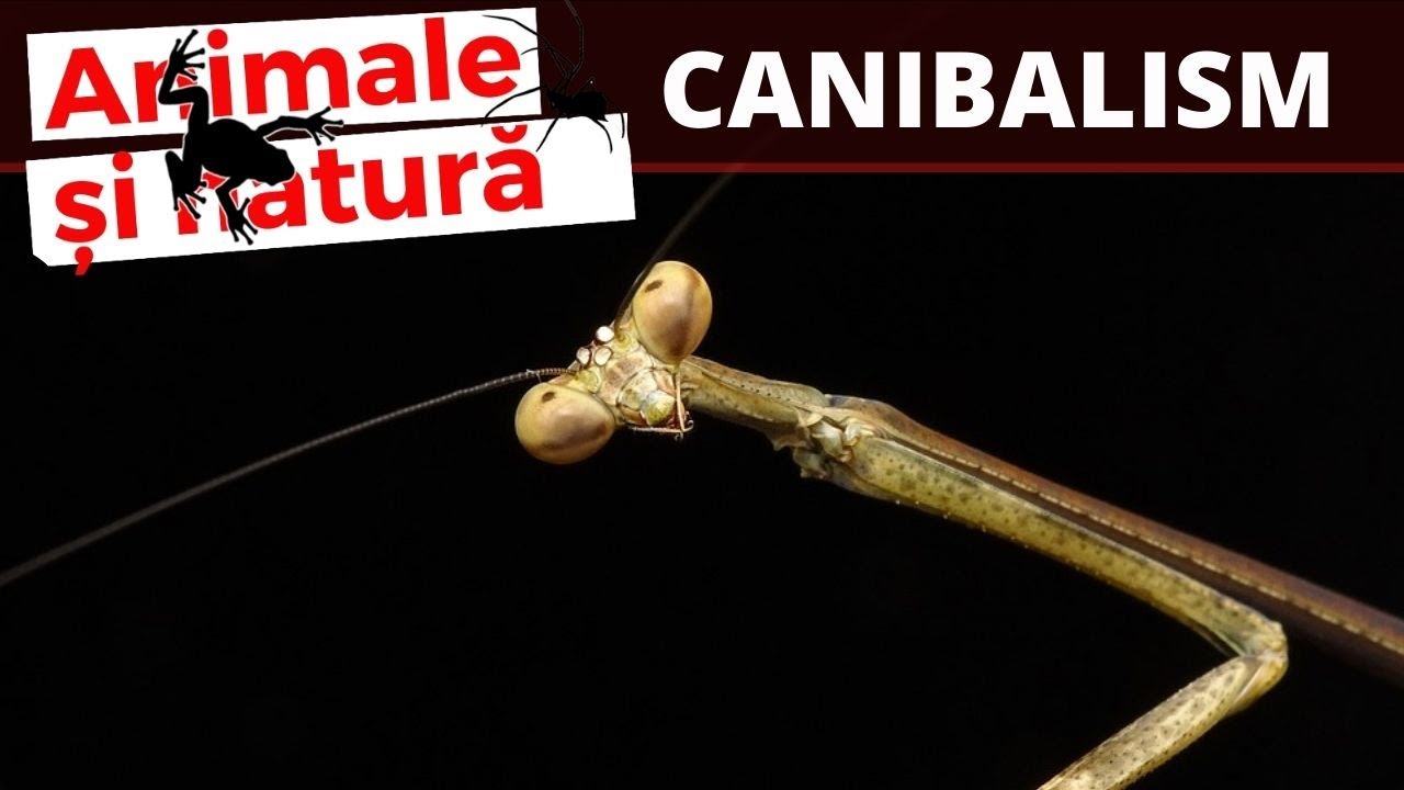 De ce femela isi manaca masculul?/4 specii de calugarite in Romania ...